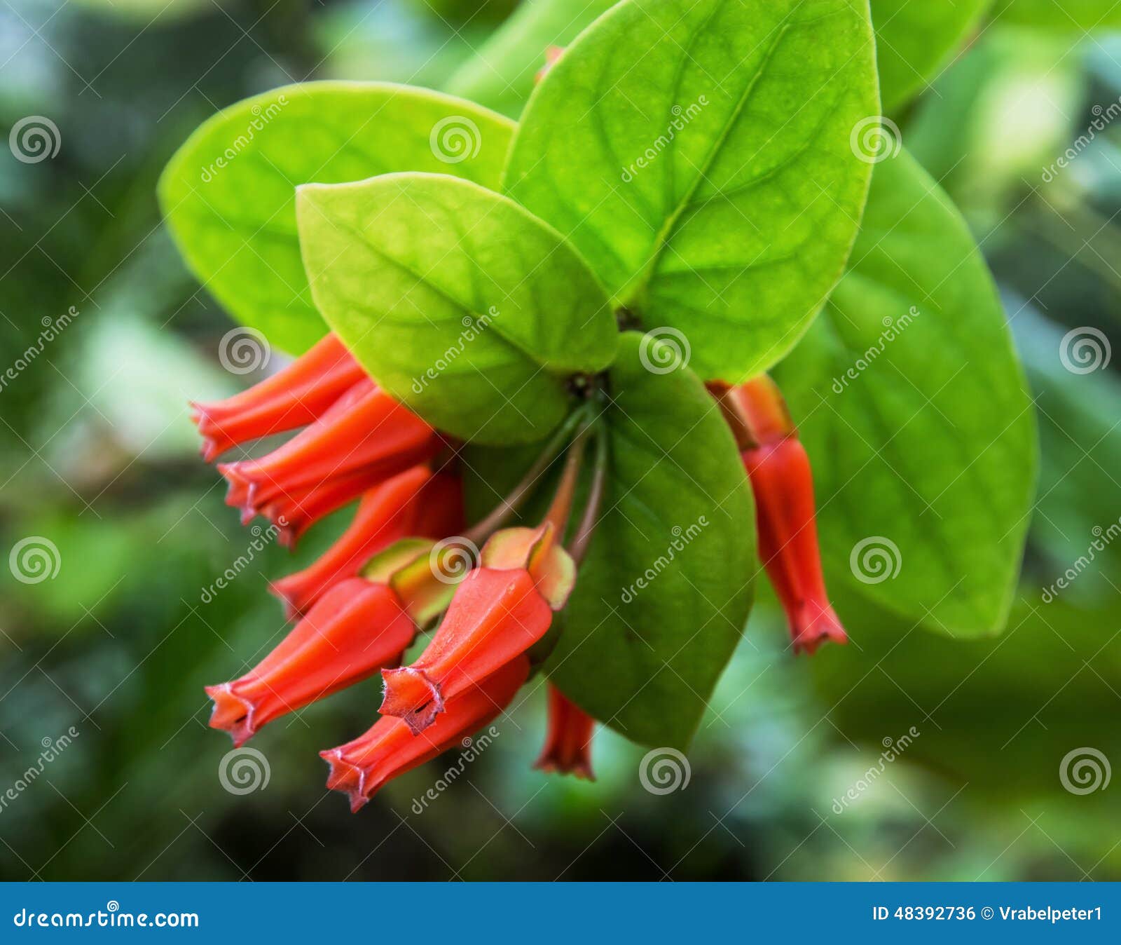 Flores tropicales rojas foto de archivo. Imagen de pistitas - 48392736