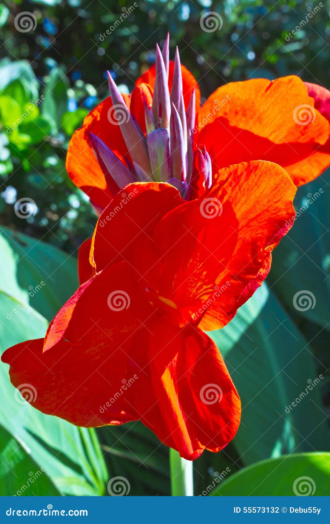 Flores Tropicales Rojas Altas Foto de archivo - Imagen de rojo, perenne ...