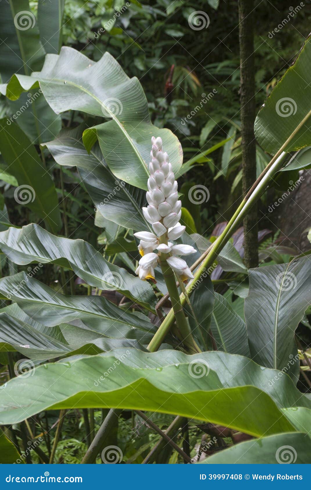Flores Tropicales: Shell Ginger Blanca Foto de archivo - Imagen de ...