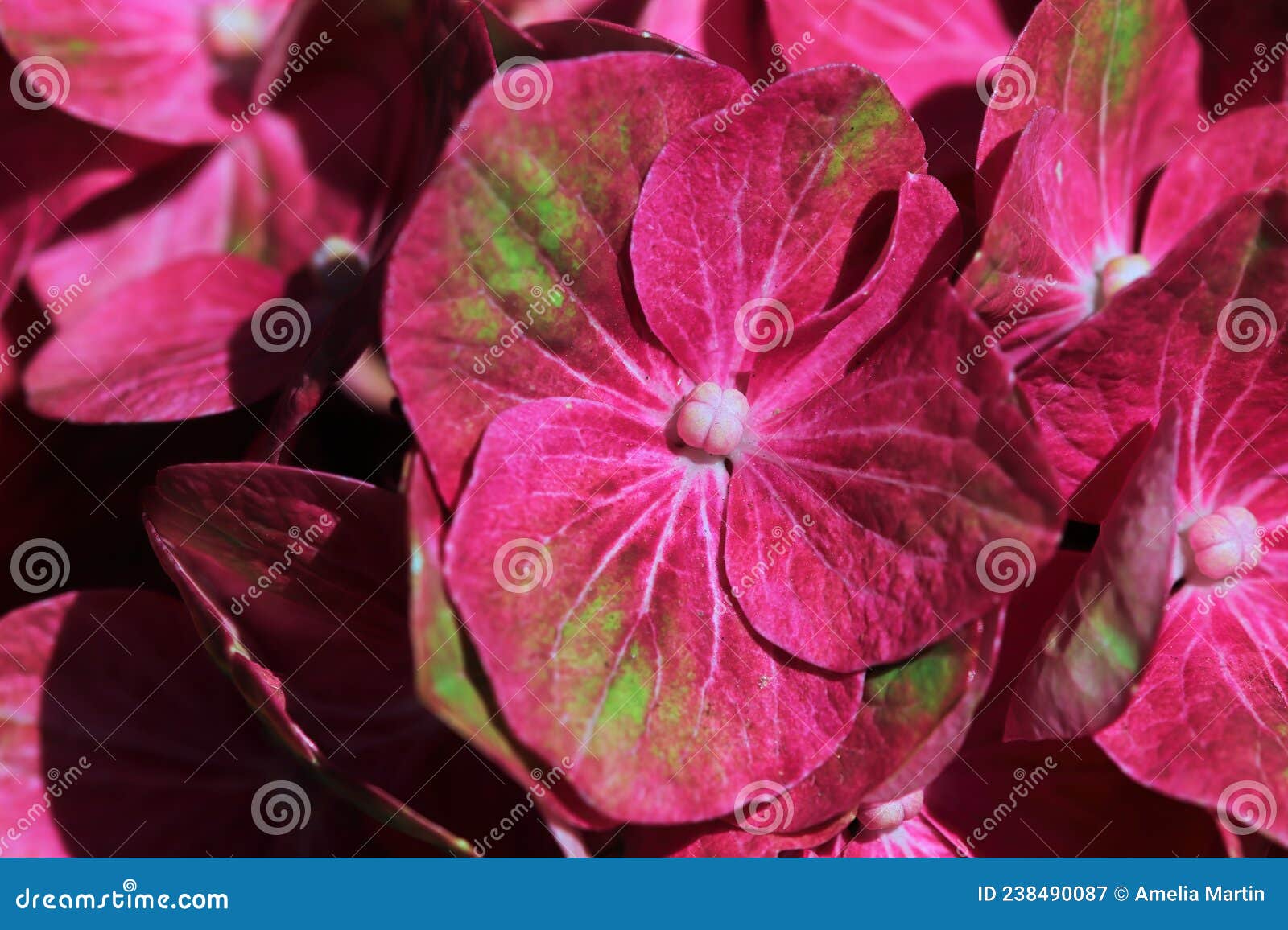 Flores Verdes E Rosa Delicadas Numa Planta Hydrangea Imagem de Stock ...