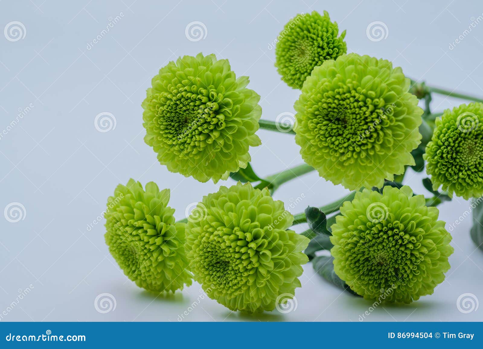 Flores Verdes Redondas Interesantes Foto de archivo - Imagen de verde ...
