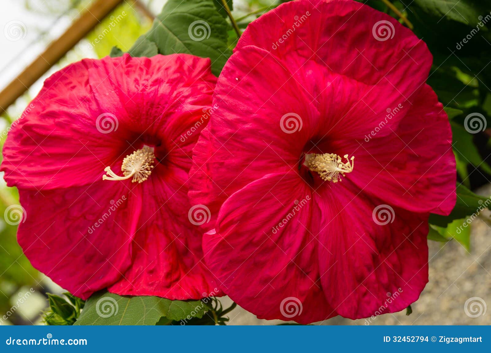 Flores Vermelhas Do Hibiscus Na Flor Completa Foto de Stock - Imagem de ...