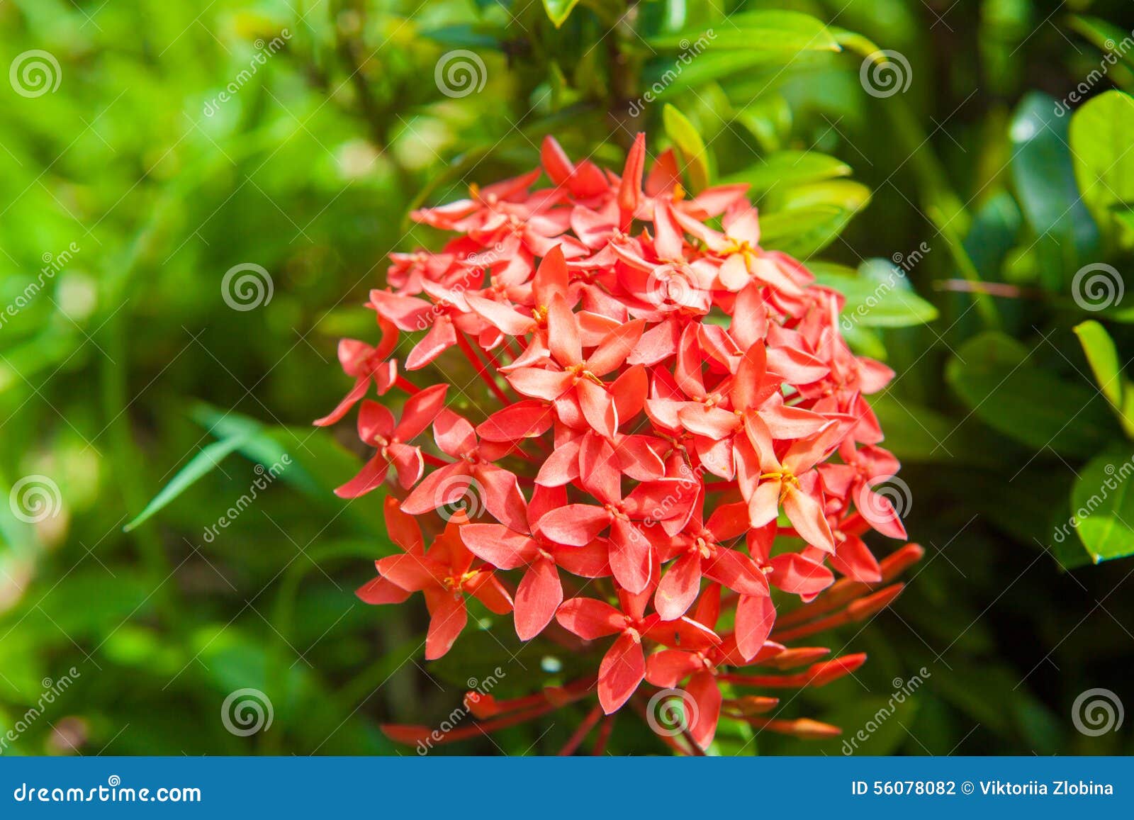 Flores vermelhas pequenas foto de stock. Imagem de beleza - 56078082
