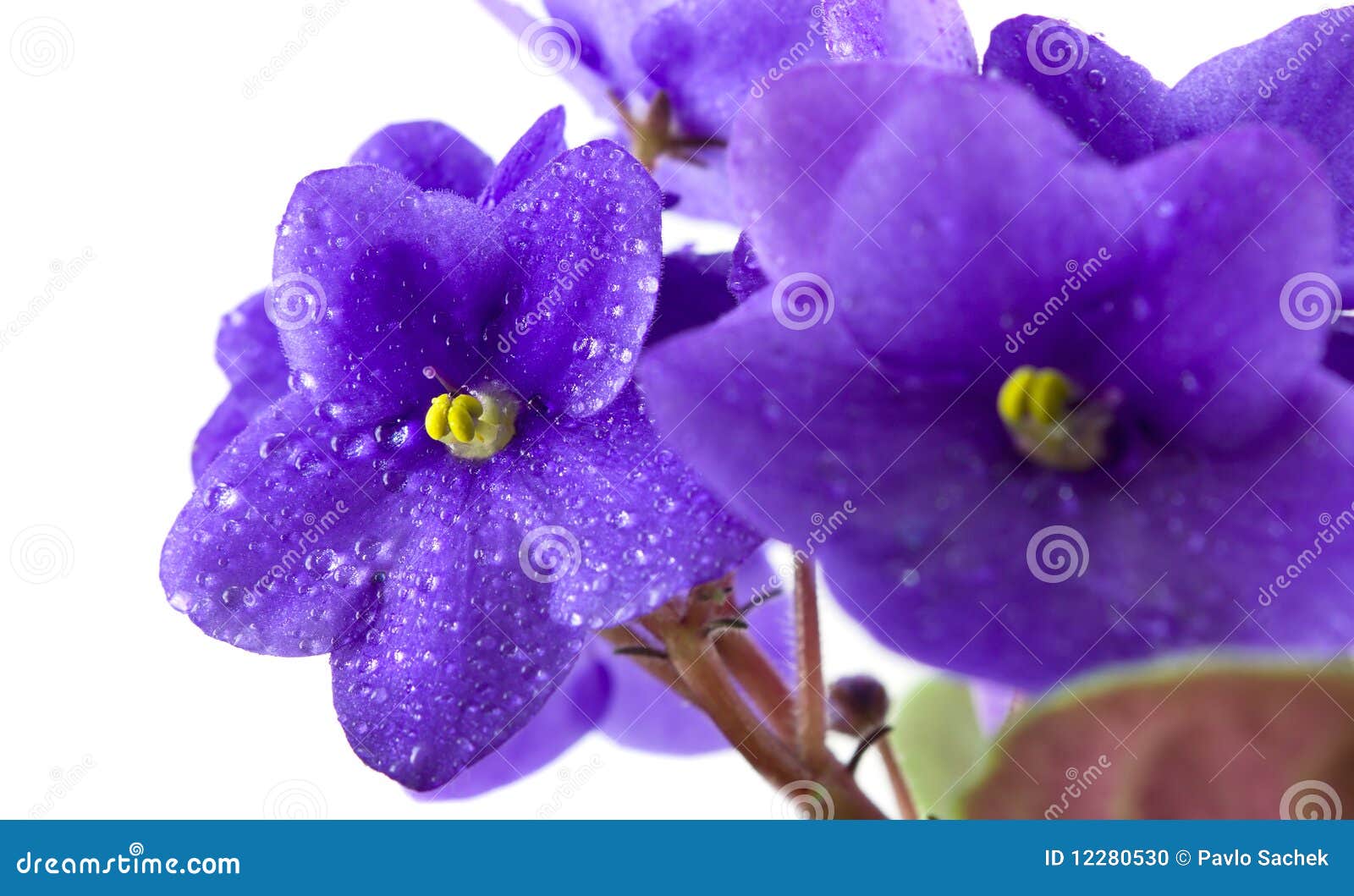 Flores violetas foto de archivo. Imagen de anémona, pistilo - 12280530