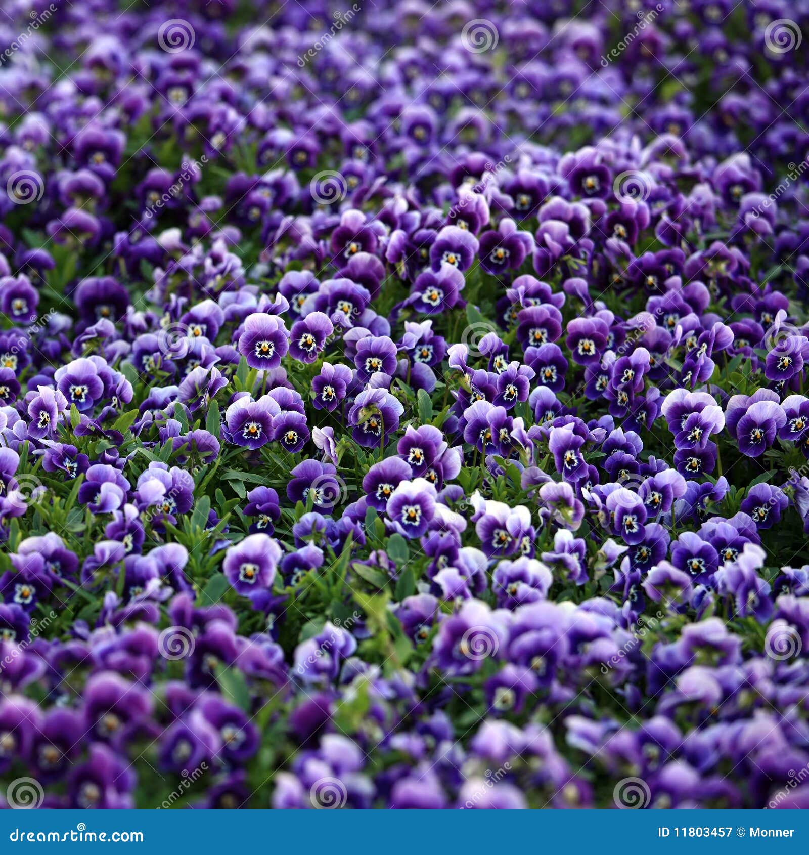 Flores Violetas De La Viola Imagen de archivo - Imagen de colorido ...