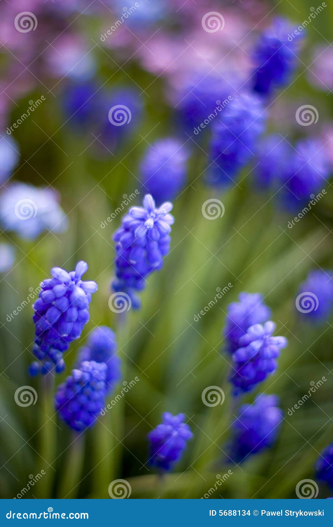 Flores violetas e azuis foto de stock. Imagem de haste - 5688134