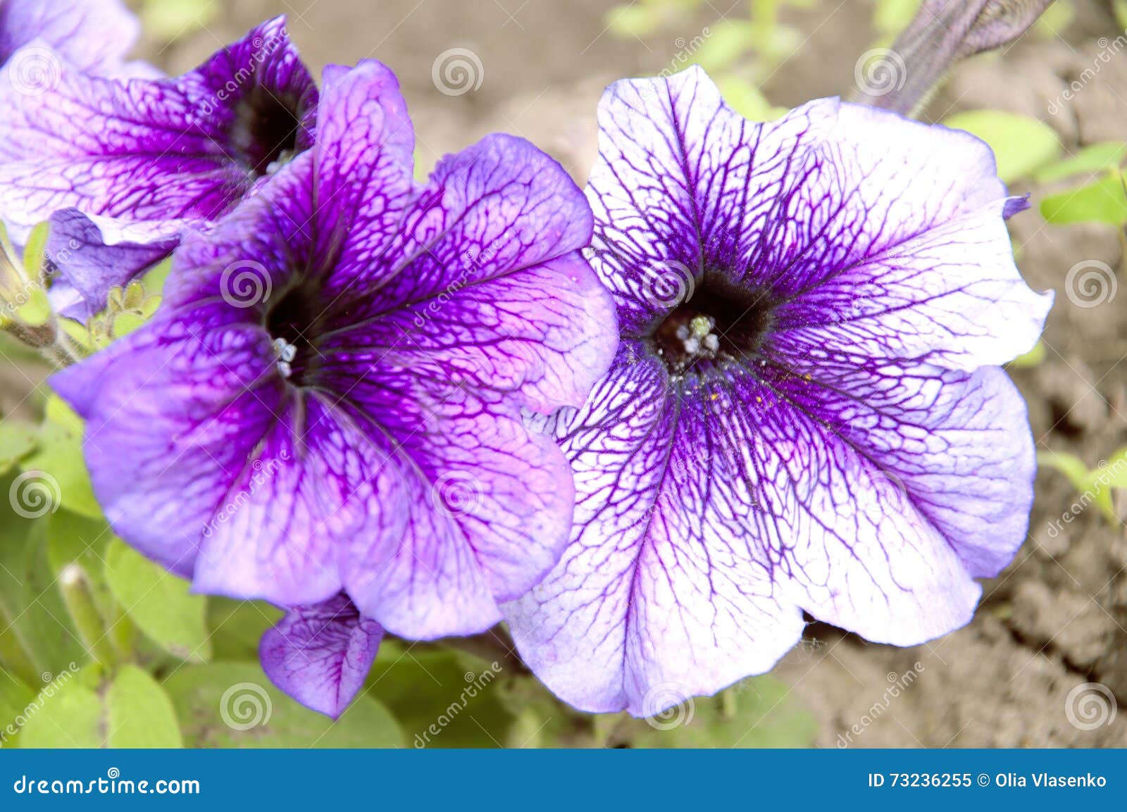 Flores Violetas En El Campo Imagen de archivo - Imagen de planta, rural ...