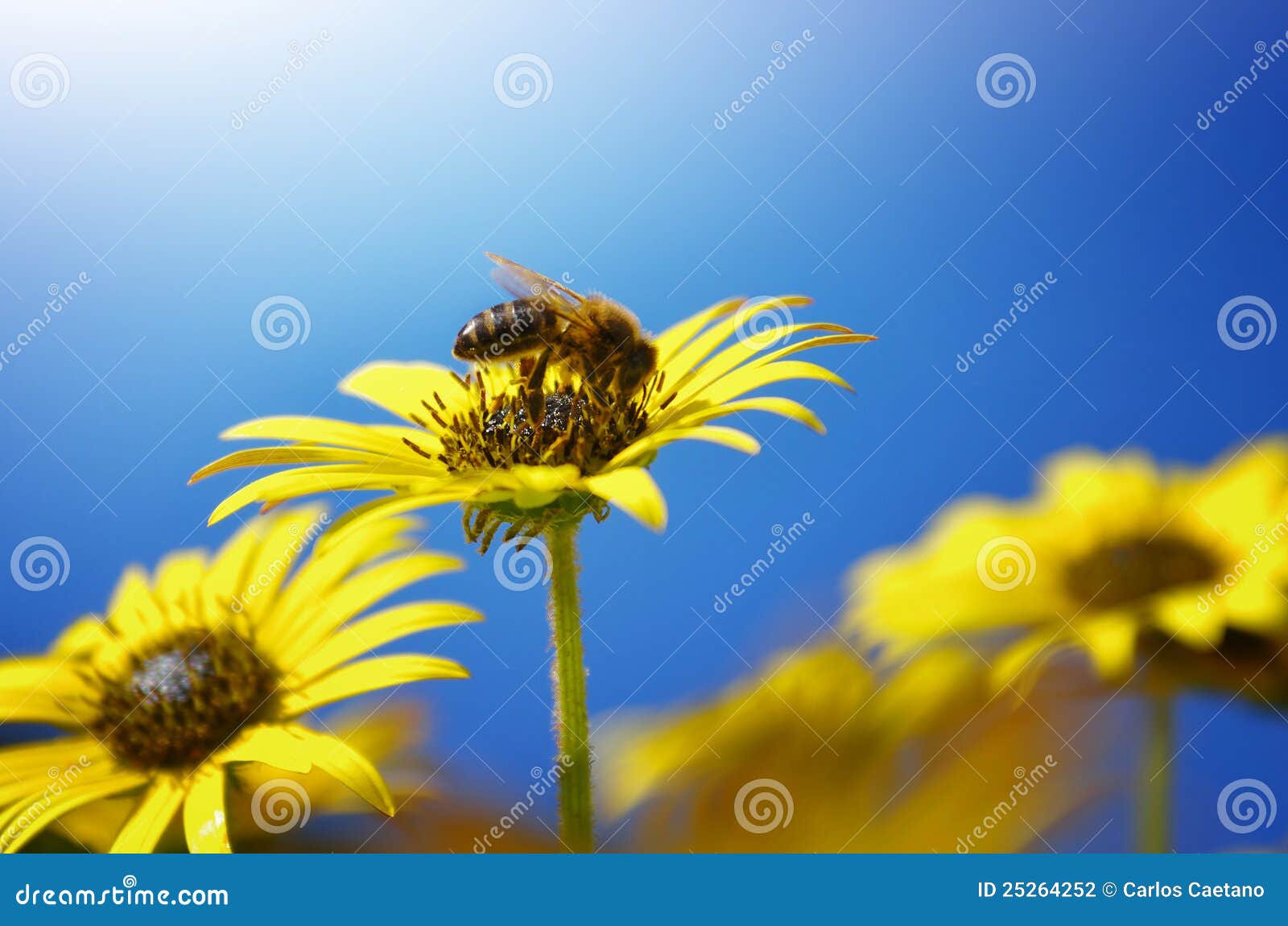 Flores y abejas foto de archivo. Imagen de paisaje, cierre - 25264252