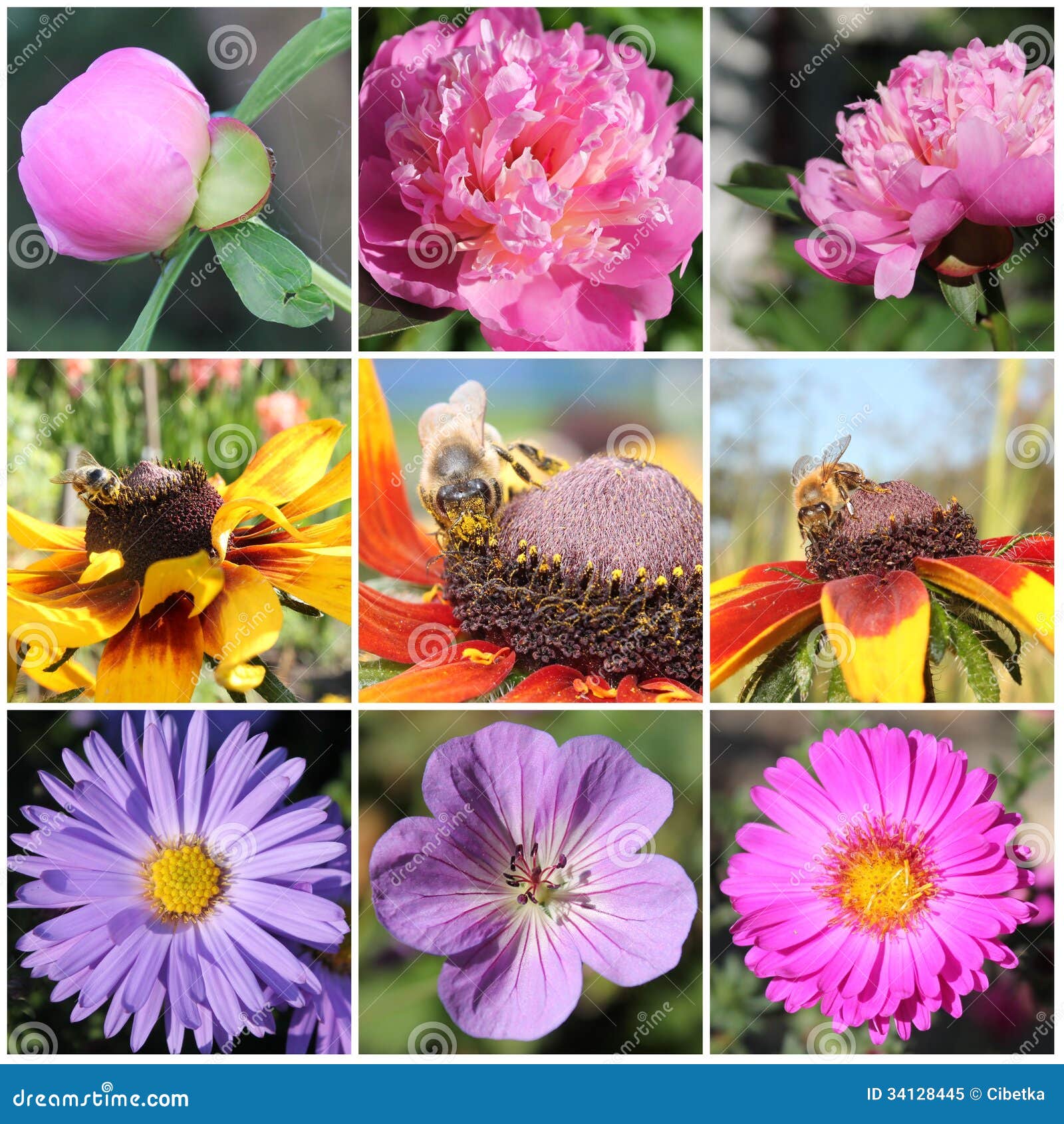 Flores Y Collage De Las Abejas Imagen de archivo - Imagen de fauna ...