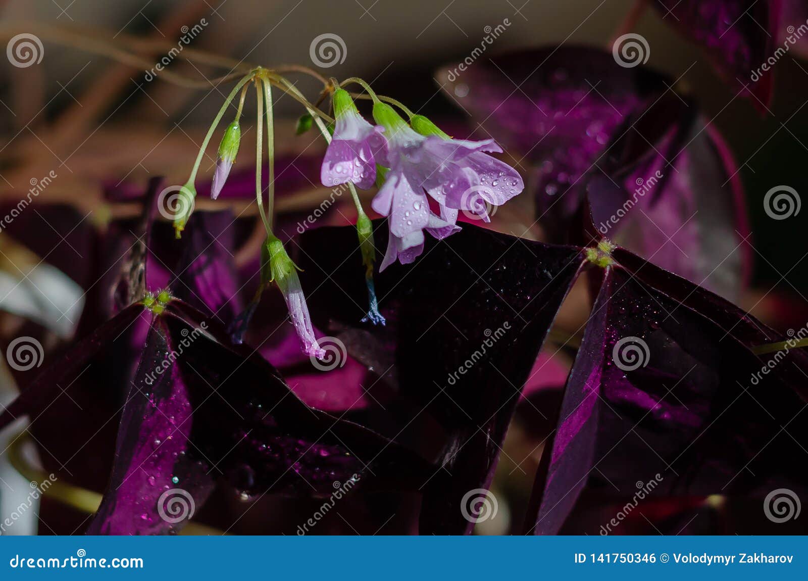 Flores Y Hojas De Los Triangularis De Oxalis Foto de archivo - Imagen ...