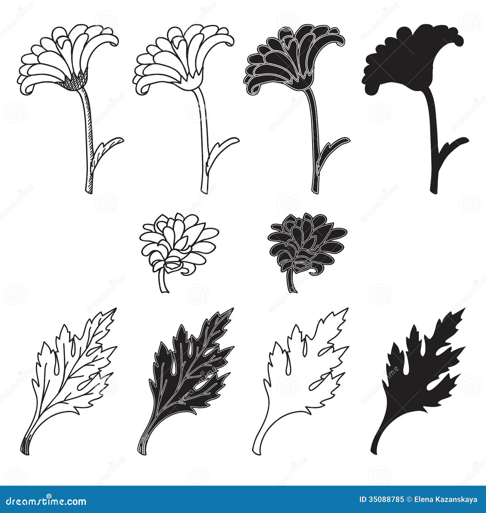 Flores Y Hojas Del Crisantemo Stock de ilustración - Ilustración de ...