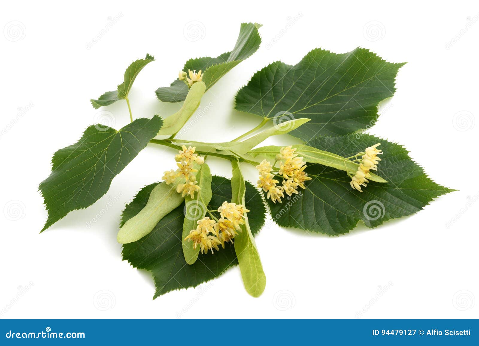 Flores y hojas del tilo imagen de archivo. Imagen de puntilla - 94479127