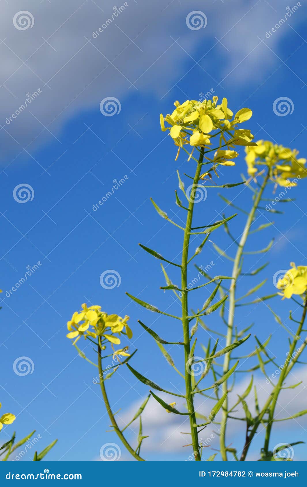 Flores y nubes foto de archivo. Imagen de nubes, cubo - 172984782