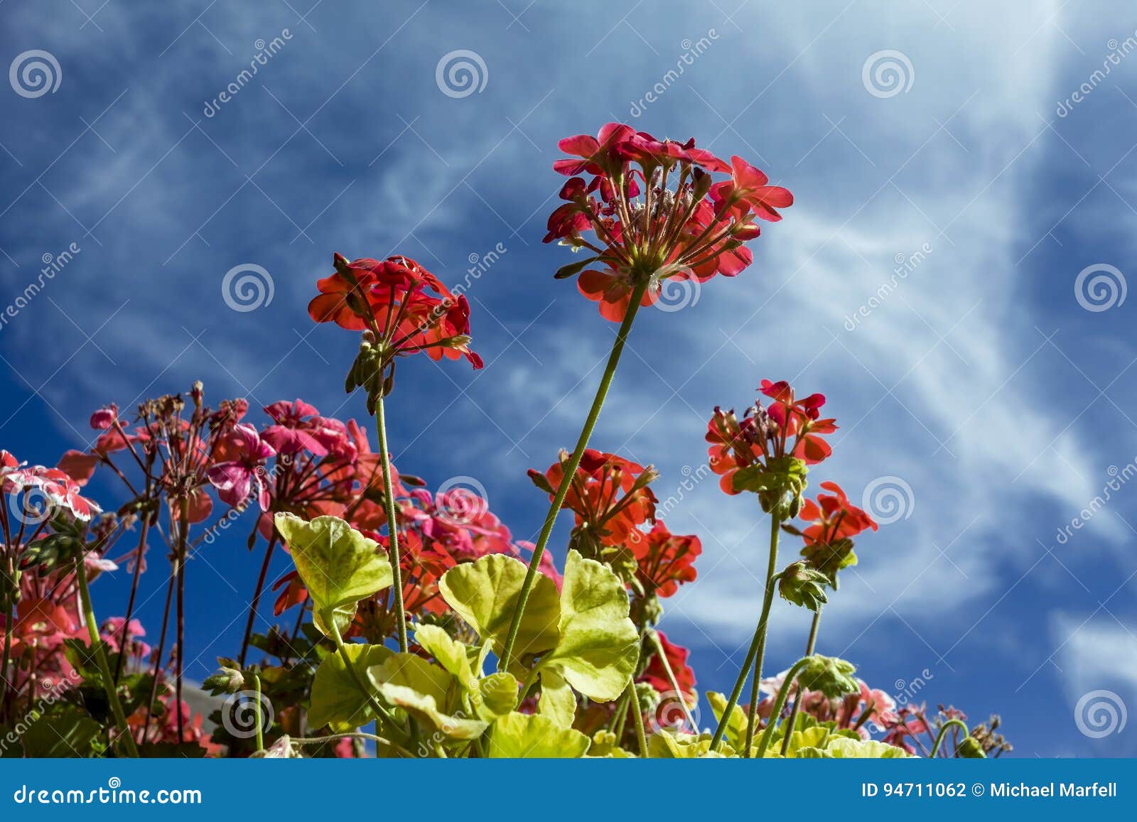Flores y nubes rojas foto de archivo. Imagen de cultura - 94711062