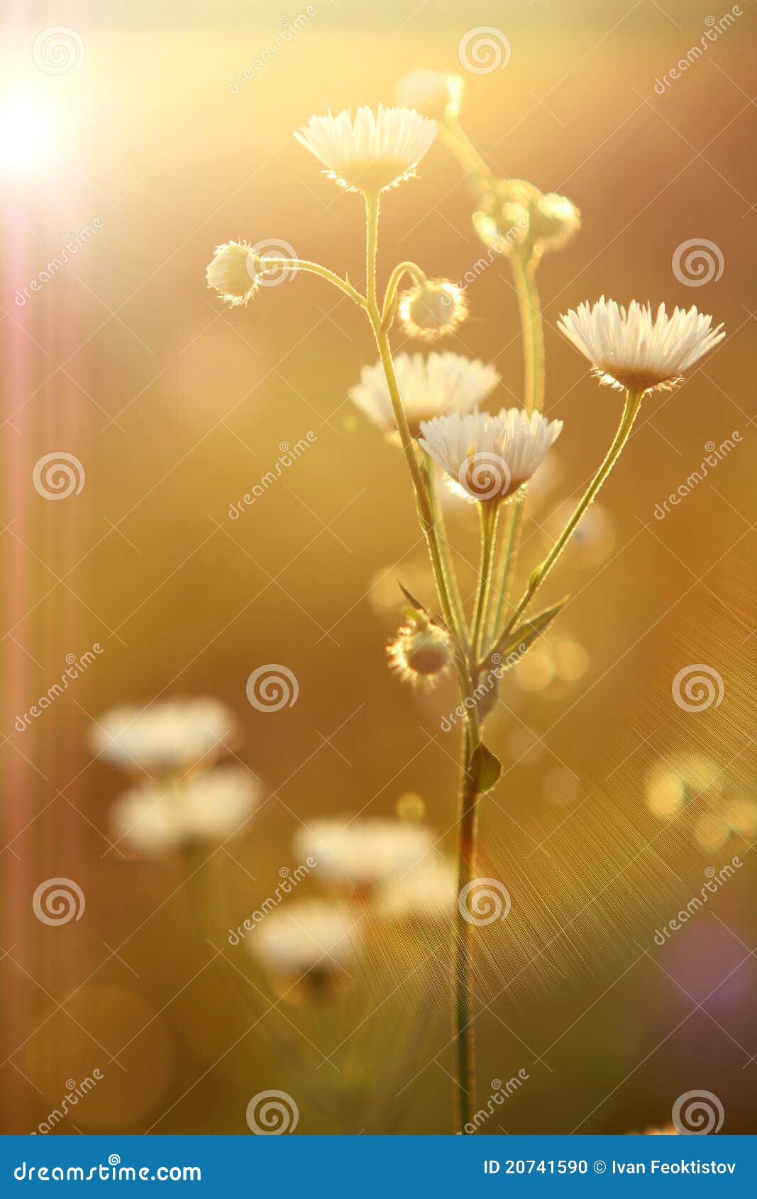 Flores Y Sol Imagen. Imagen: 20741590