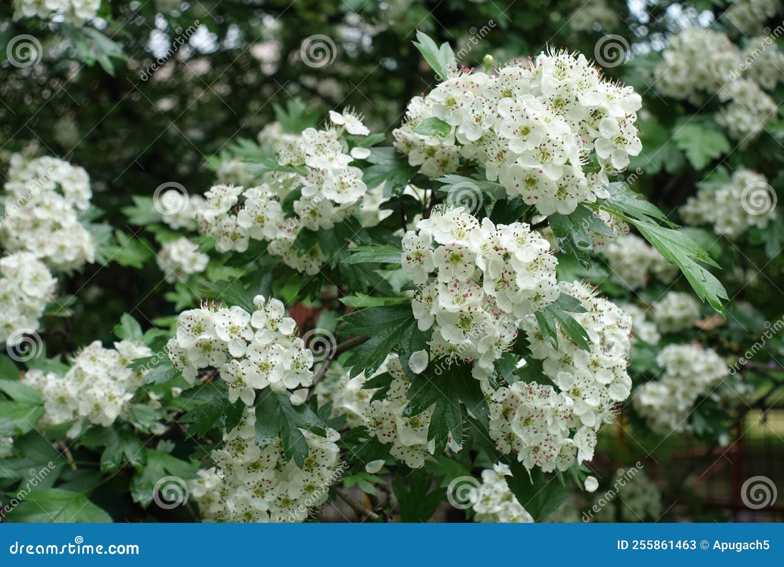 Florescence of Common Hawthorn in May Stock Image - Image of botany ...