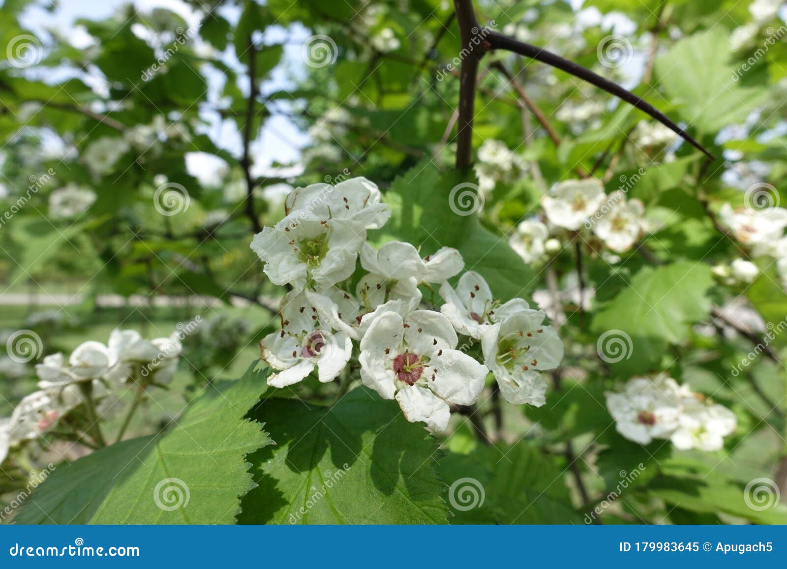 Florescence of Crataegus Submollis in May Stock Image - Image of ...
