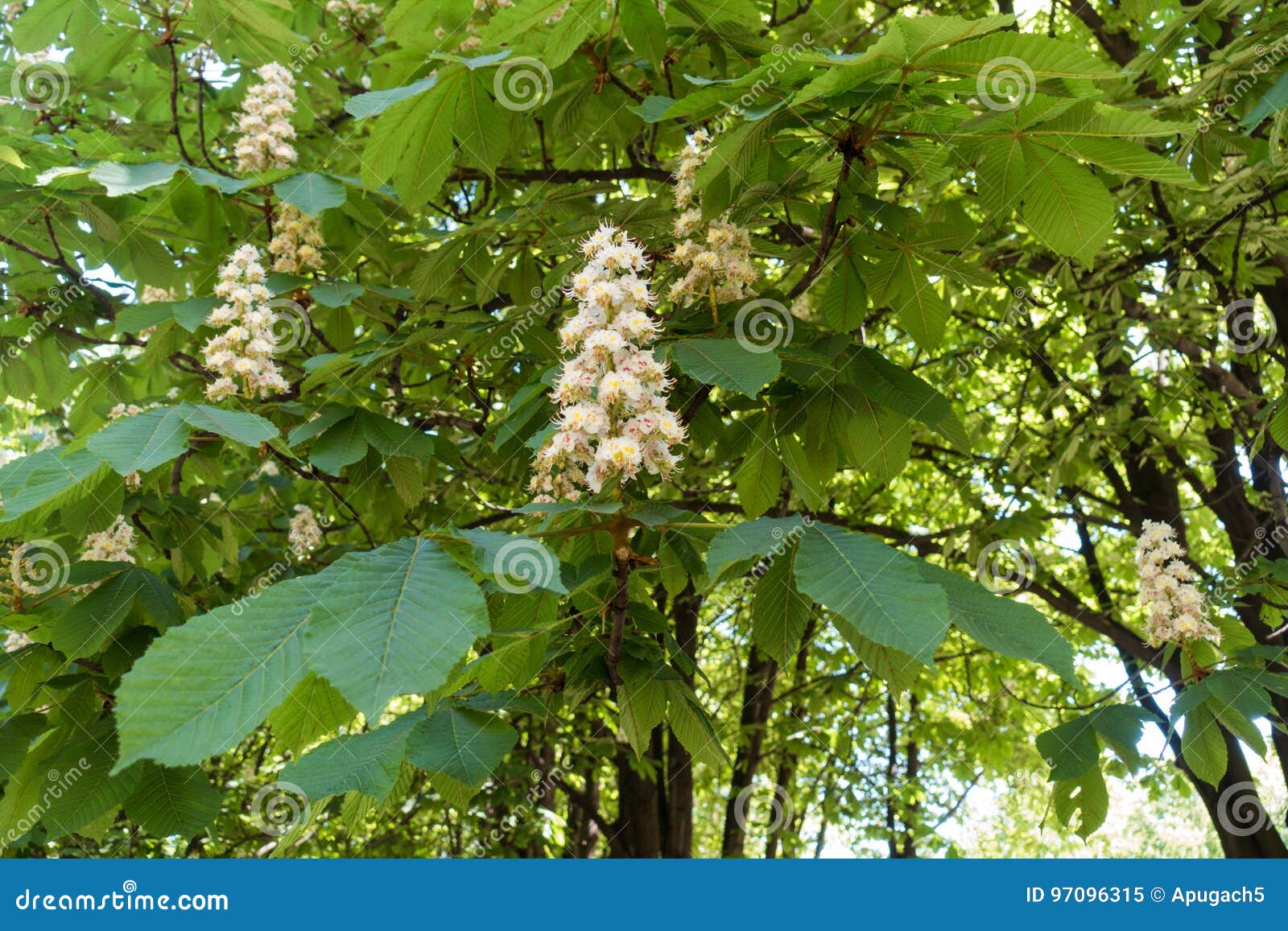 Florescence of Horse Chestnut Tree in Spring Stock Image - Image of ...