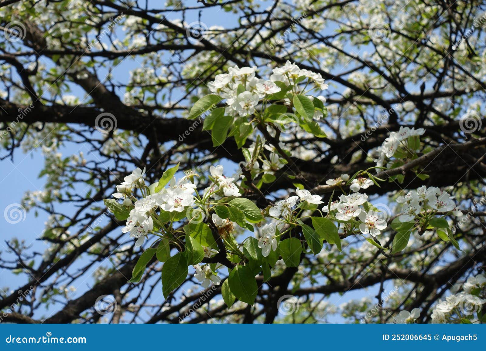Florescence of Pear Tree in April Stock Image - Image of outdoors ...