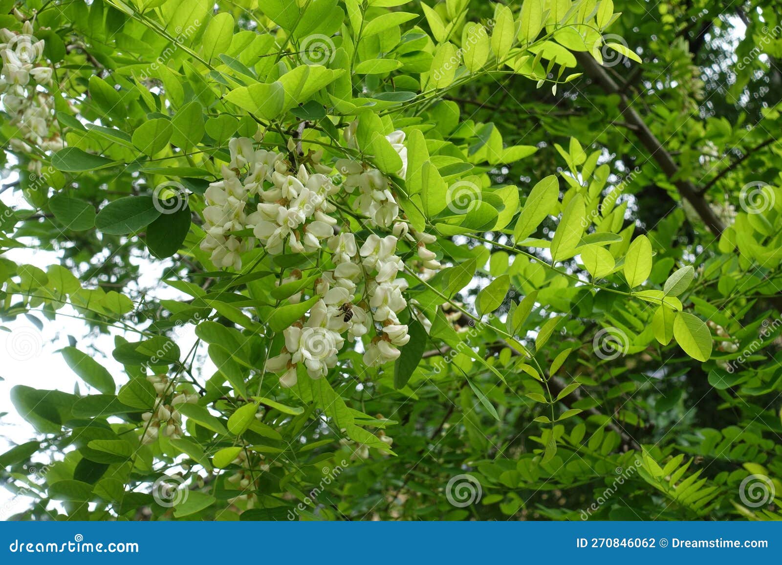 Florescence of Robinia Pseudoacacia in May Stock Photo - Image of flora ...