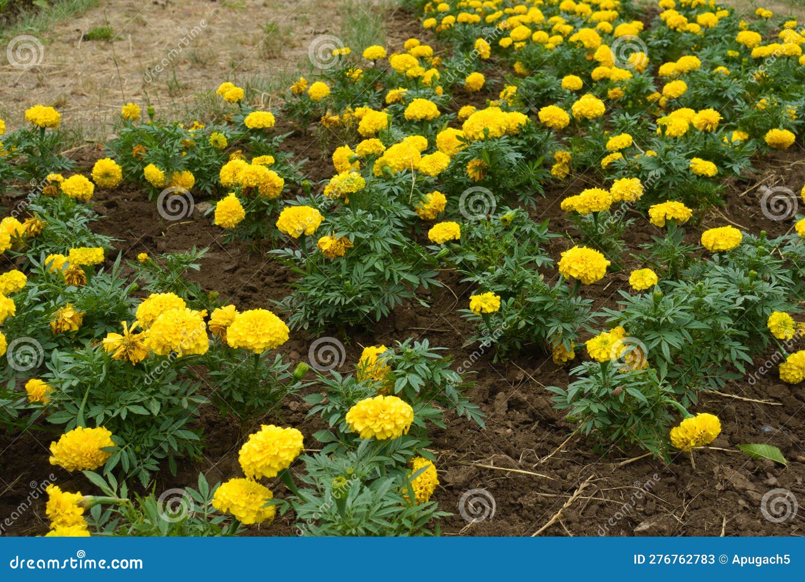 Florescence of Yellow Tagetes Erecta in July Stock Image - Image of ...