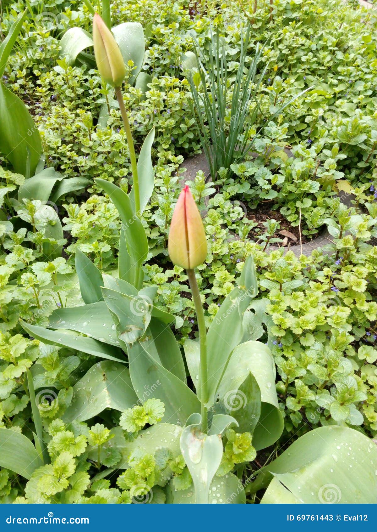 Florescent Green Tulip among Green Grass Stock Image - Image of tulip ...