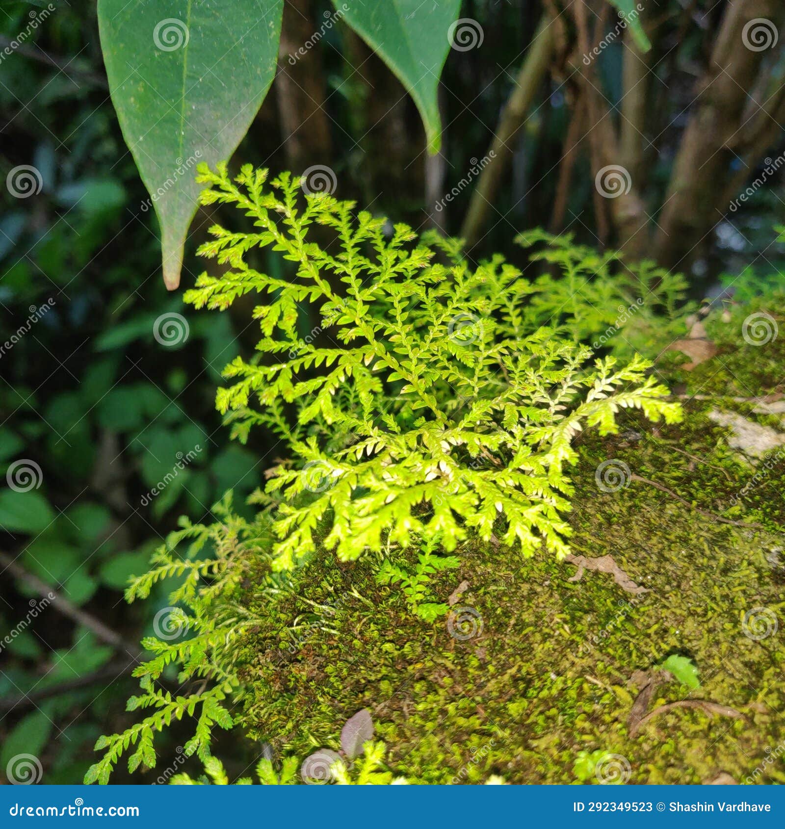 Florescent Leafy Plants in the Himalayan Ranges Stock Image - Image of ...