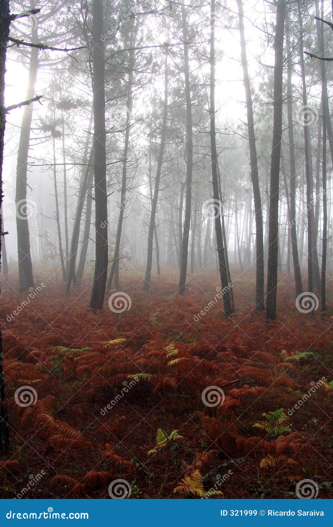 Florest stock image. Image of fresh, light, clouds, mount - 321999