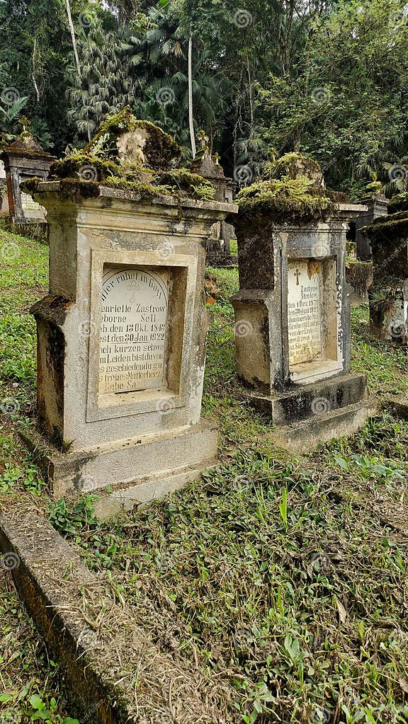 Florest cemitery editorial stock image. Image of tree - 352104129