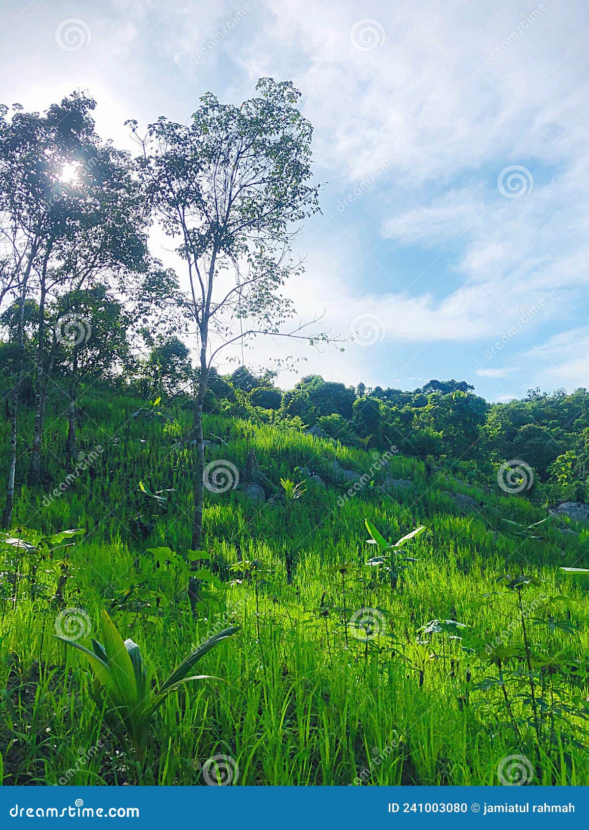 Florest in indonesia stock photo. Image of beatiful - 241003080