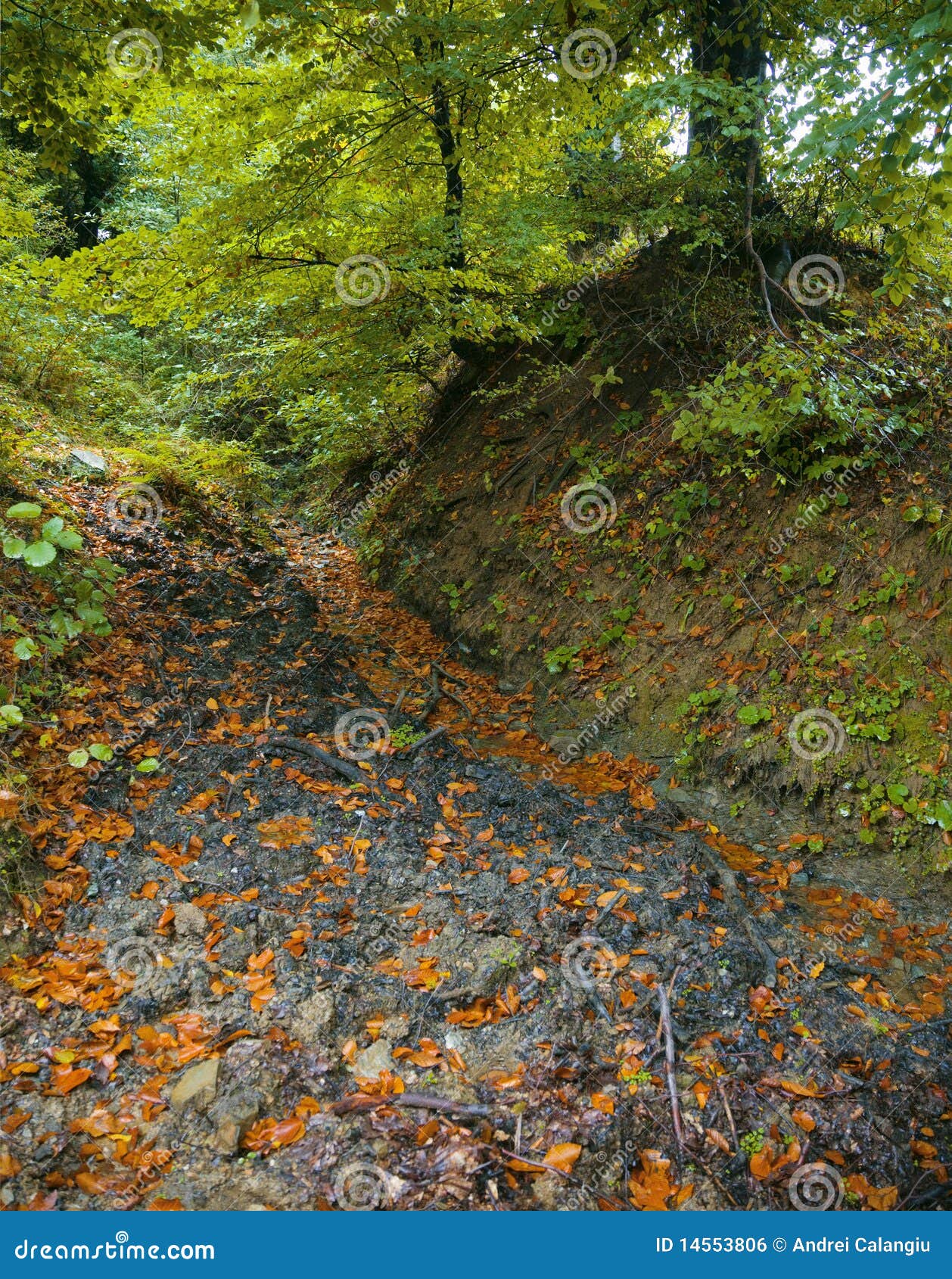 Floresta foto de stock. Imagem de matagal, umidade, sereno - 14553806