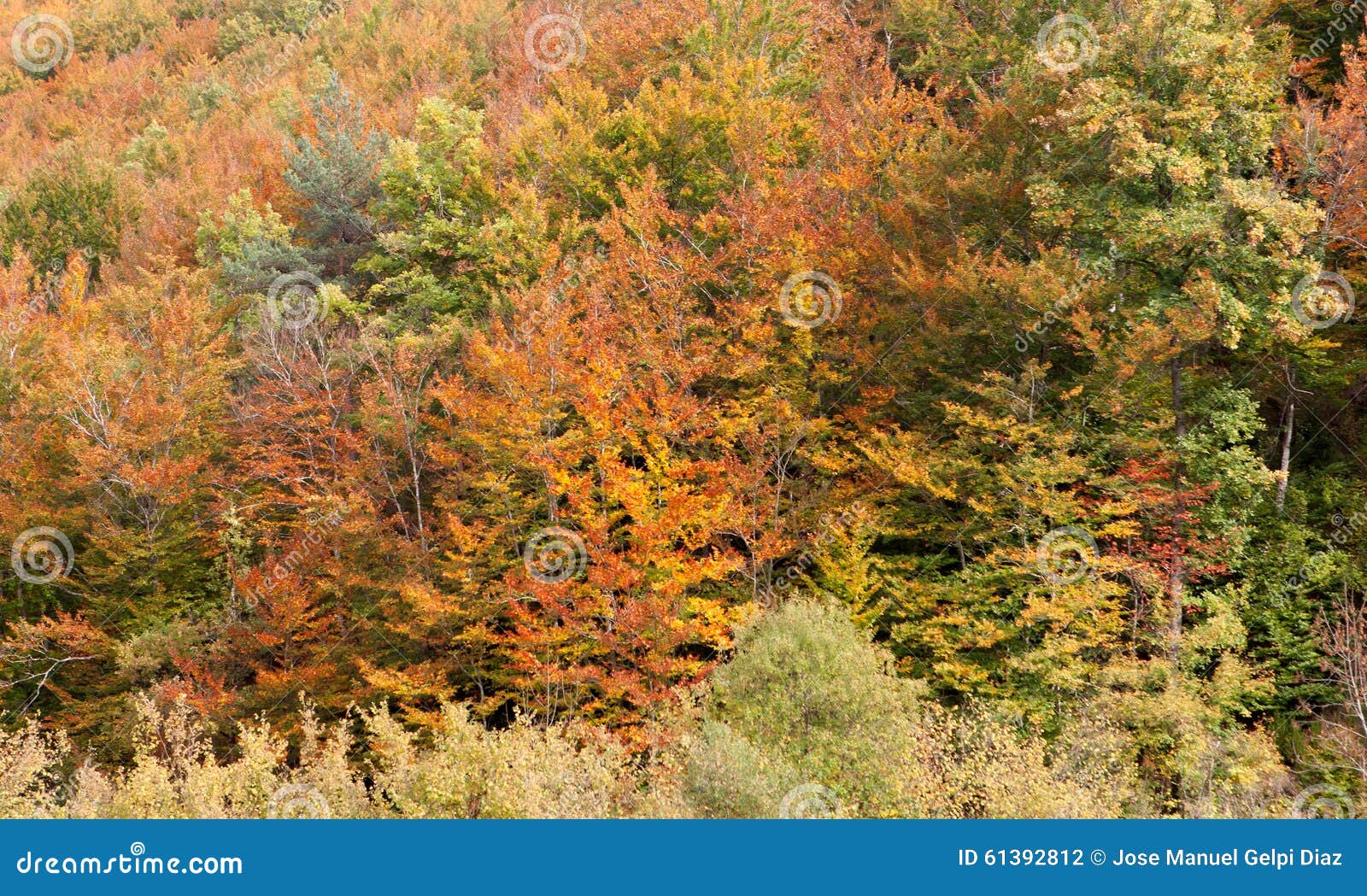 Floresta Completamente Da Faia Das Cores Foto de Stock - Imagem de ...