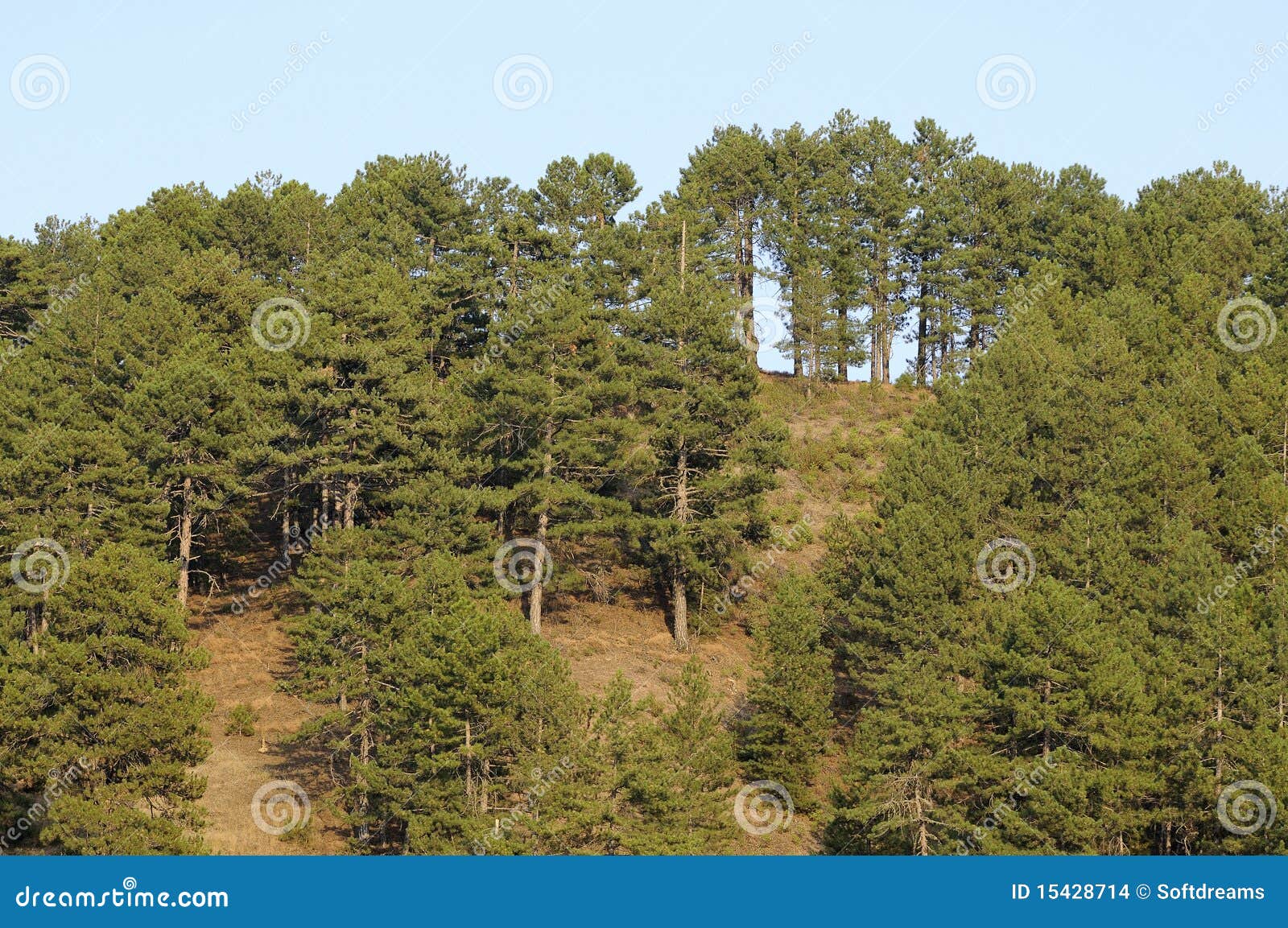 Floresta Da árvore De Pinho Foto de Stock - Imagem de pinho, céu: 15428714
