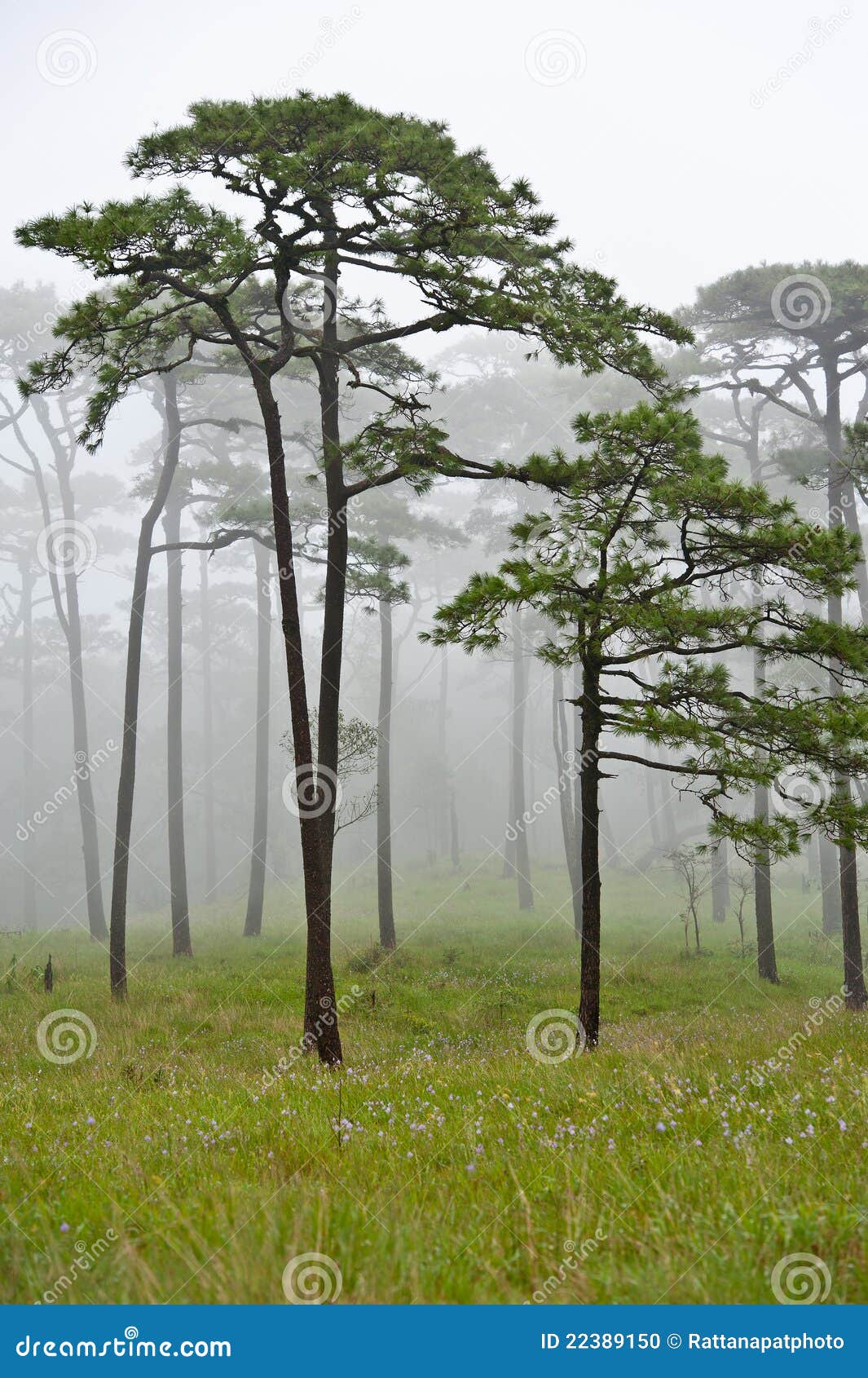 Floresta Da árvore De Pinho Foto de Stock - Imagem de madeiras, planta ...