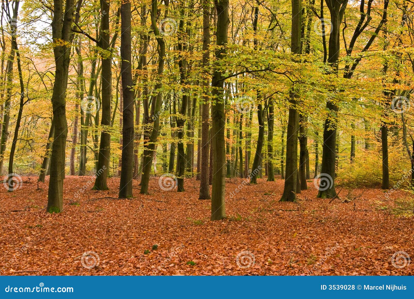 Floresta da faia foto de stock. Imagem de faia, vermelho - 3539028