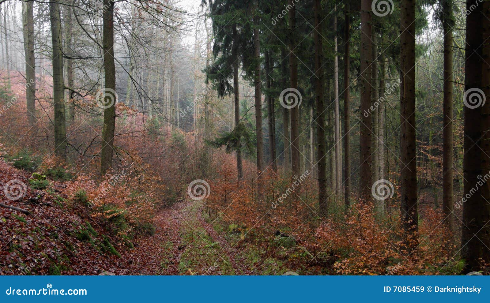 Floresta da montanha imagem de stock. Imagem de alpes - 7085459