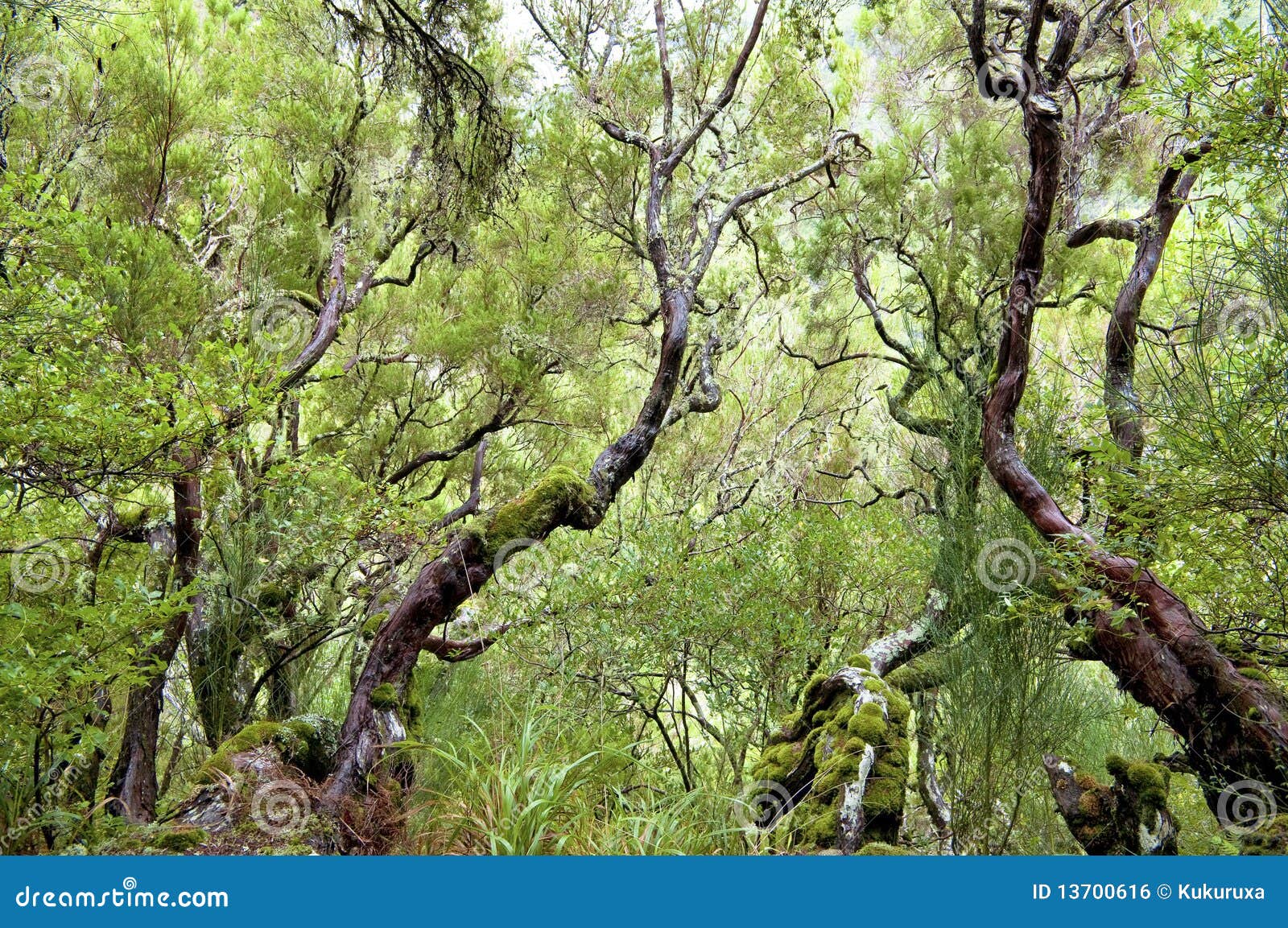 Floresta Do Louro Em Madeira Foto de Stock - Imagem de paisagem, folha ...