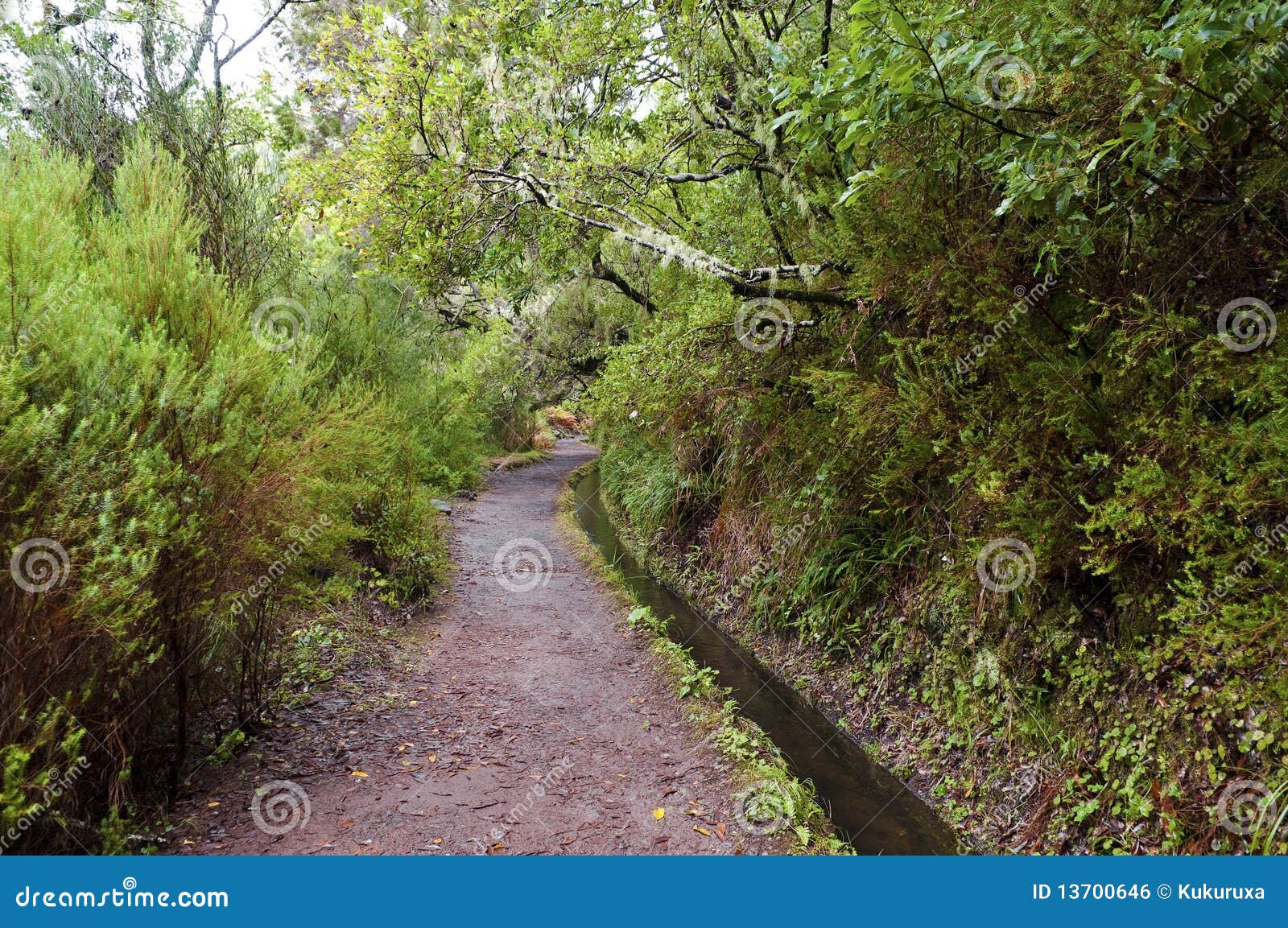 Floresta Do Louro Em Madeira Foto de Stock - Imagem de arbusto, chuva ...