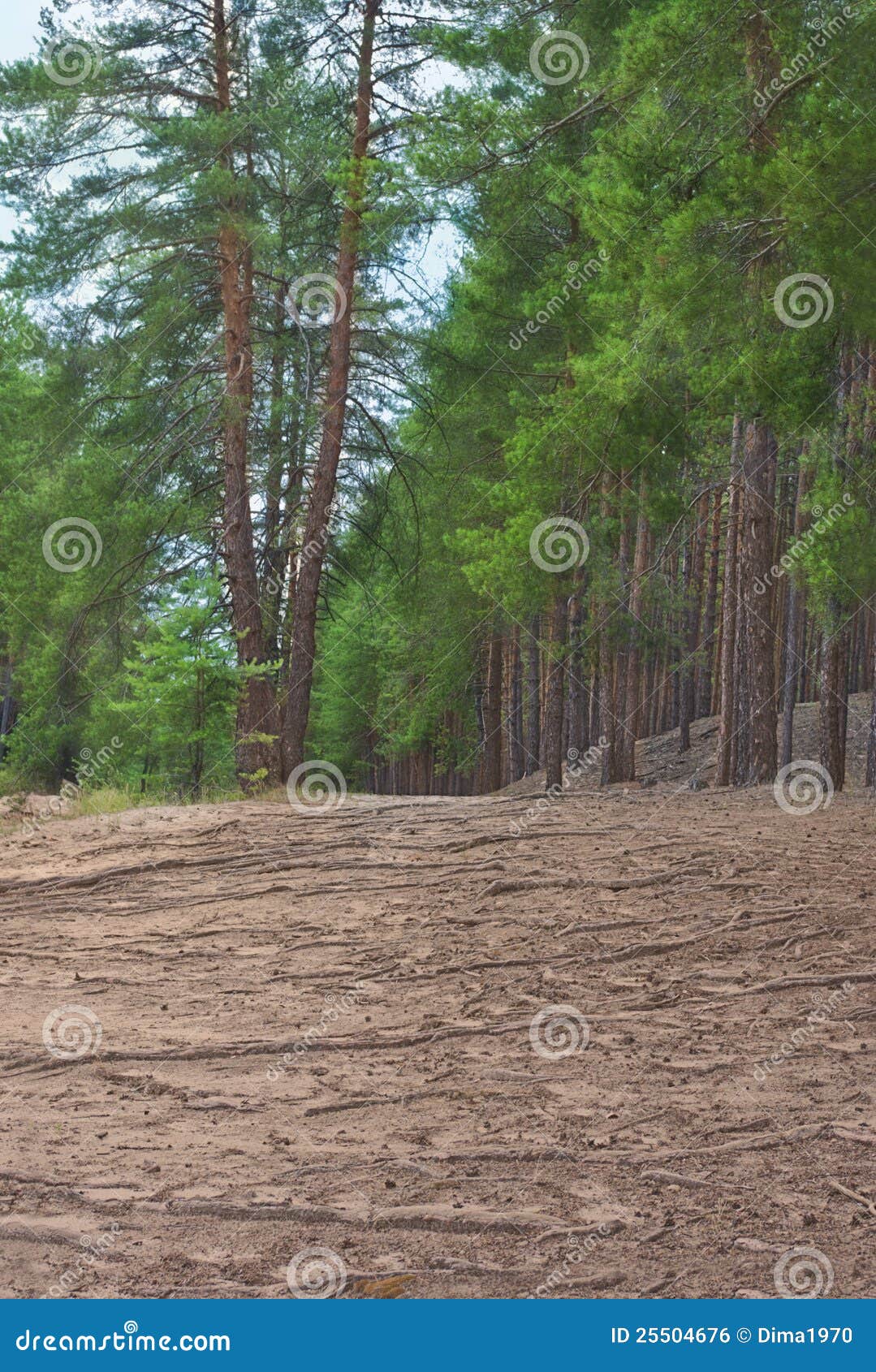 Floresta do pinho foto de stock. Imagem de beleza, tranquilo - 25504676