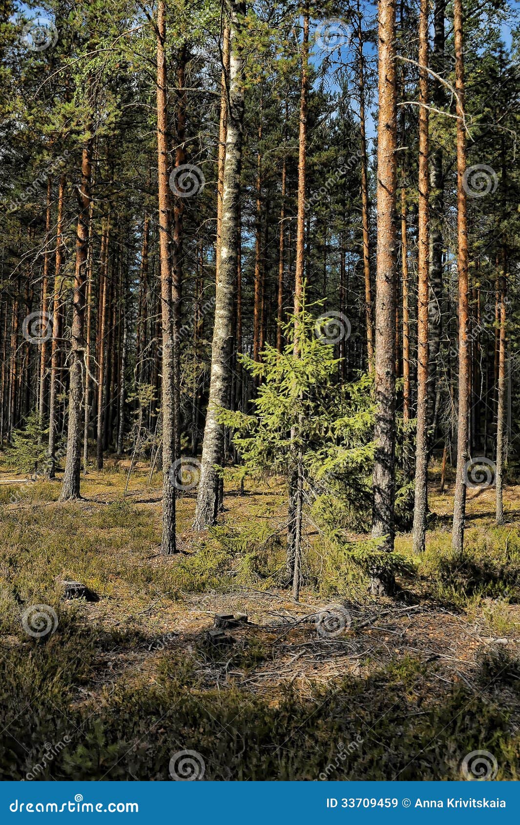 Floresta do pinho imagem de stock. Imagem de trajeto - 33709459