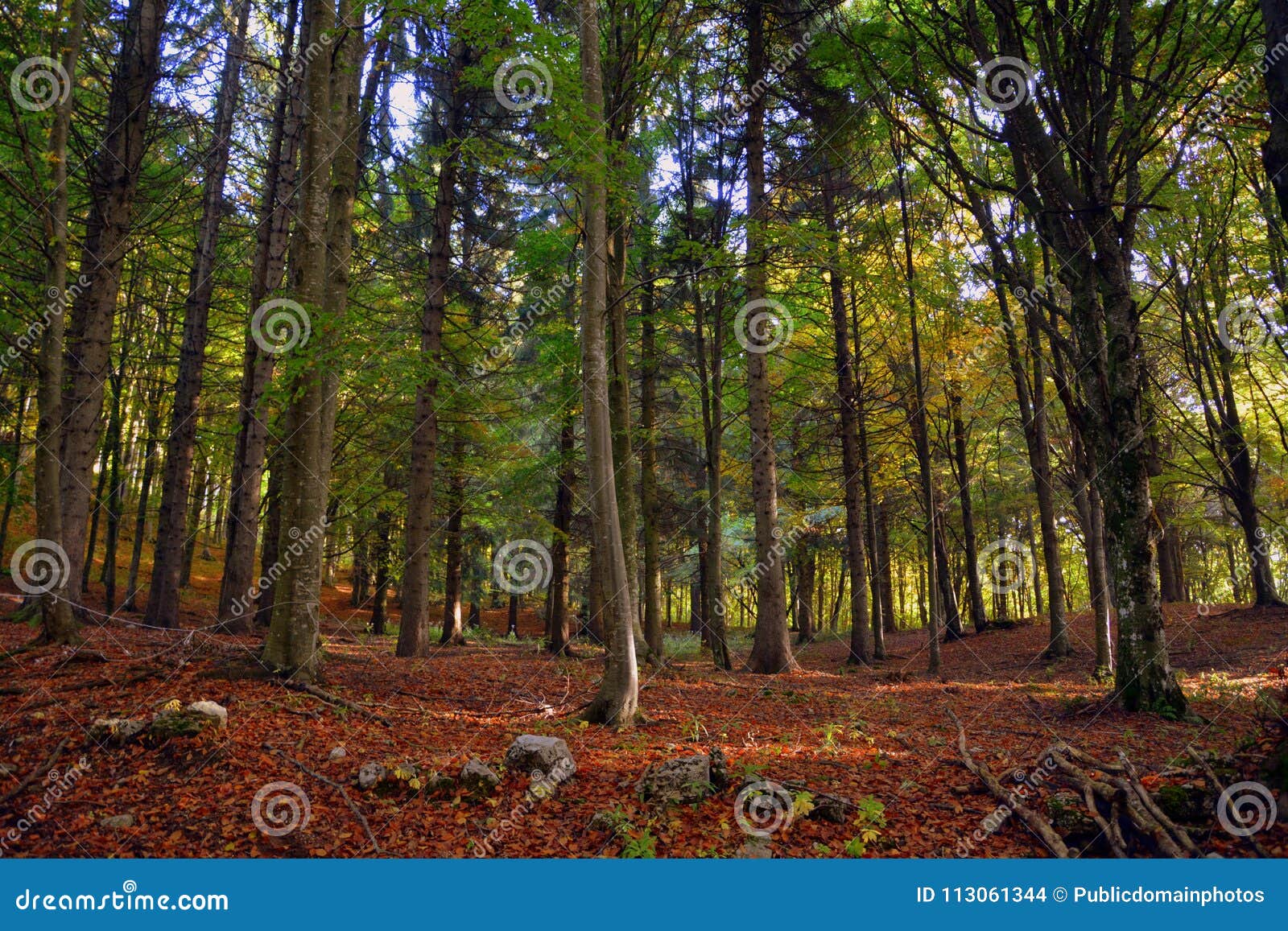 Floresta, Natureza, Floresta, Ecossistema Imagem. Imagem: 113061344