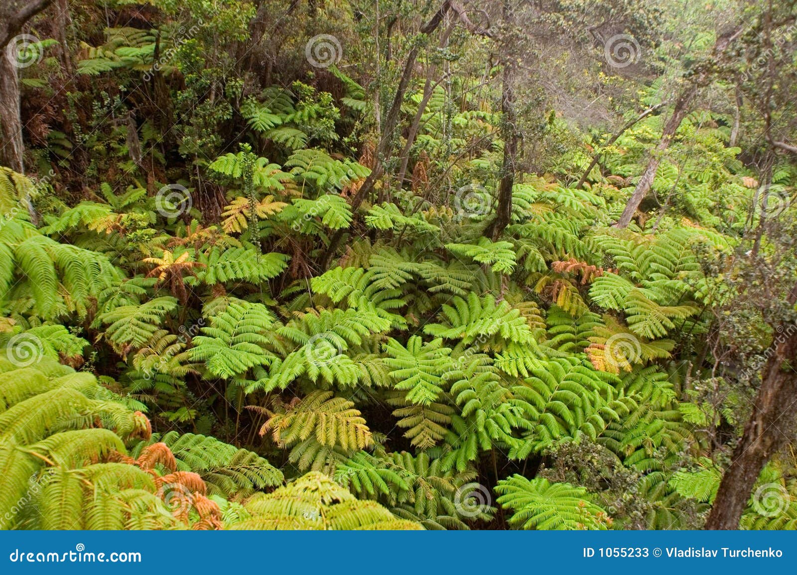 Floresta tropical imagem de stock. Imagem de tropical - 1055233