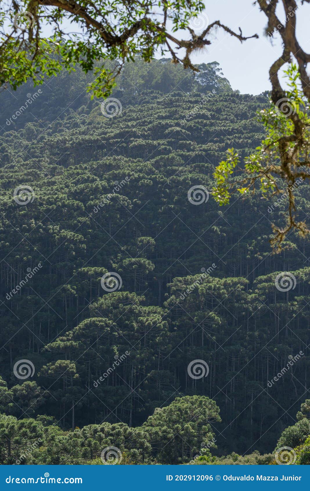 Floresta Tropical Altitude Em Minas Gerais Brasil Foto de Stock ...