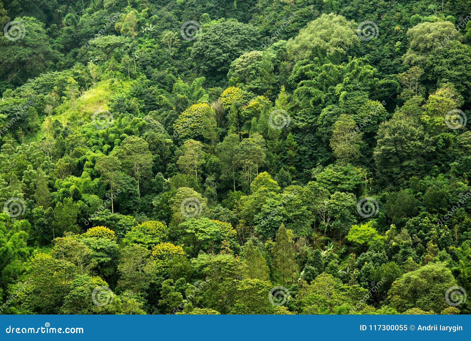 Floresta Tropical De Cima De Imagem de Stock - Imagem de elevado ...