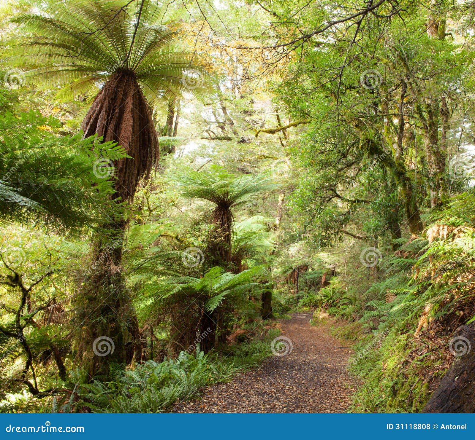 Floresta Tropical Temperada Foto de Stock - Imagem de folhas, nave ...
