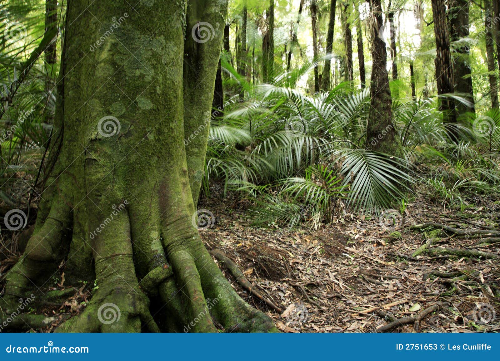 Floresta tropical tropical imagem de stock. Imagem de videiras - 2751653