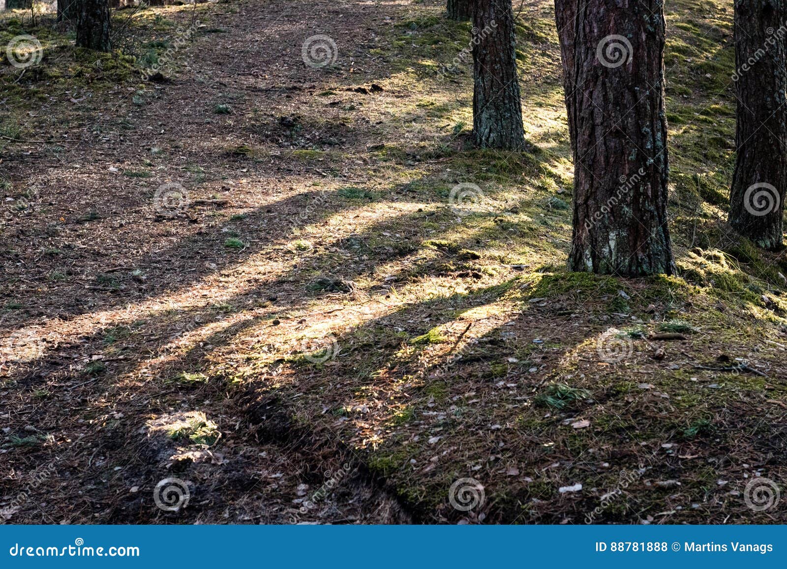 A Floresta Velha Com Musgo Cobriu árvores E Raios Do Sol Foto De Stock