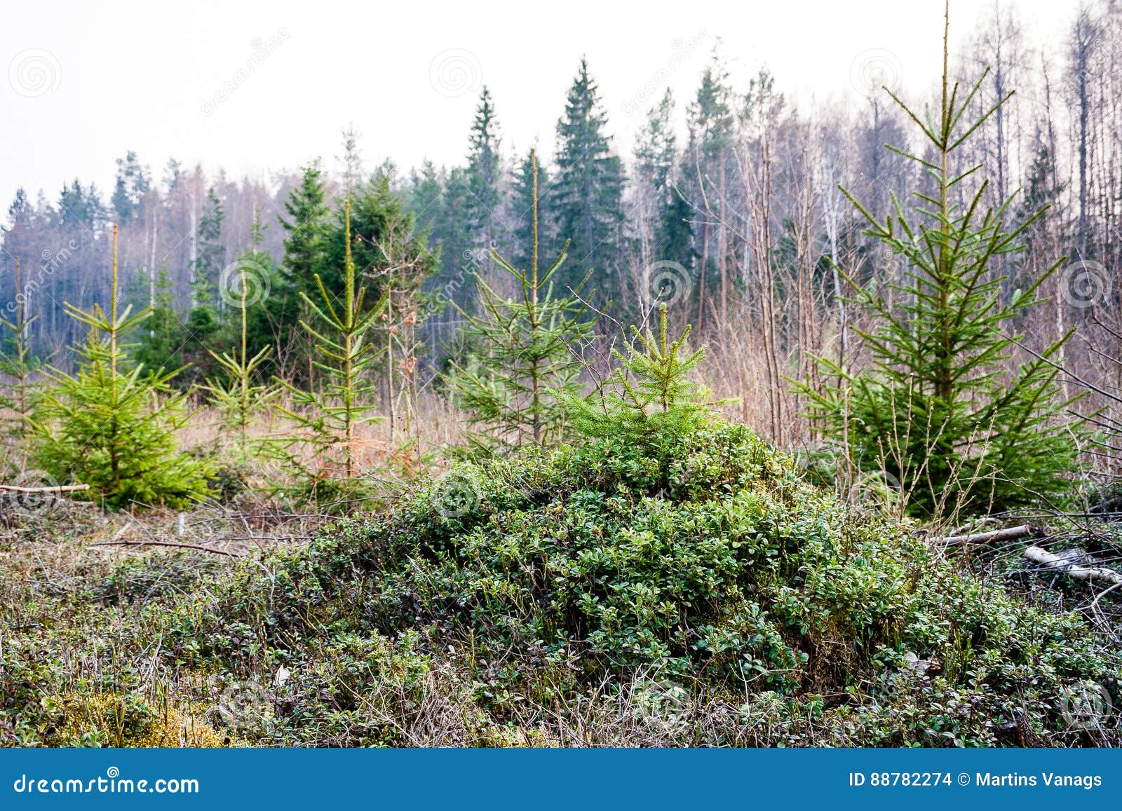 A Floresta Velha Com Musgo Cobriu árvores E Raios Do Sol Foto De Stock