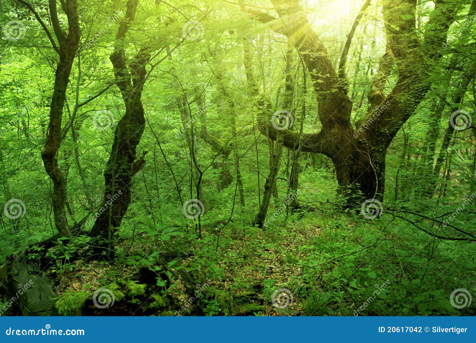 Floresta verde foto de stock. Imagem de norte, floresta - 20617042