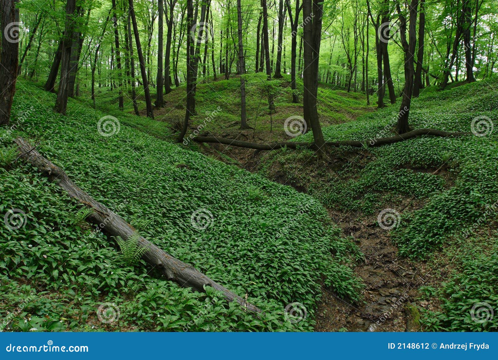 Floresta verde foto de stock. Imagem de trajeto, primeiramente - 2148612